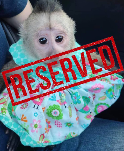 fine monkeys for sale - exotic pets and puppies for sale
